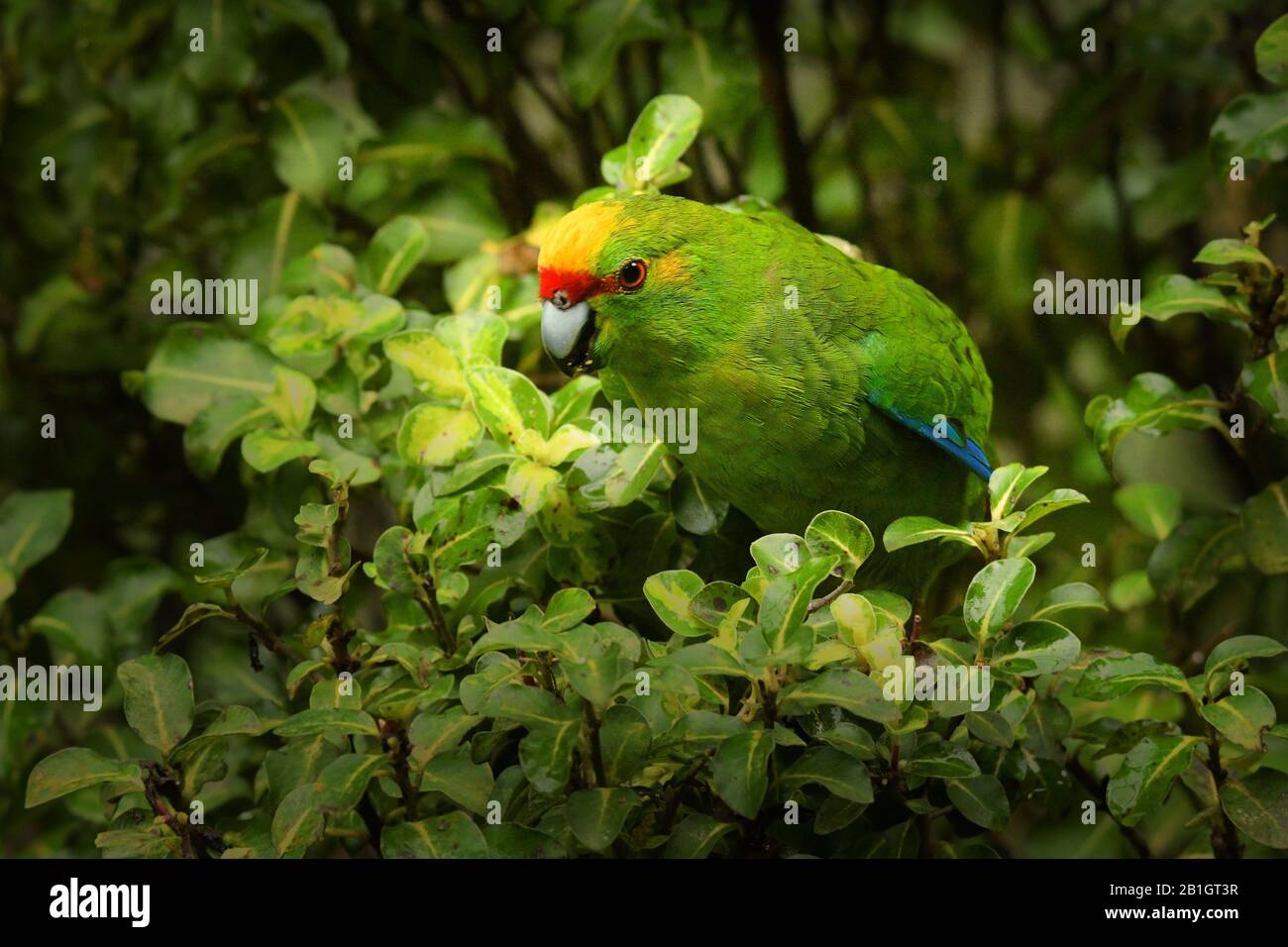 Yellow-crowned Parakeet - kakariki - Cyanoramphus auriceps endemic ...