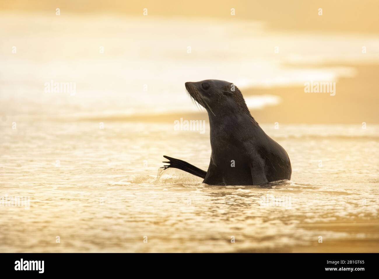 Maori kekeno hi-res stock photography and images - Alamy