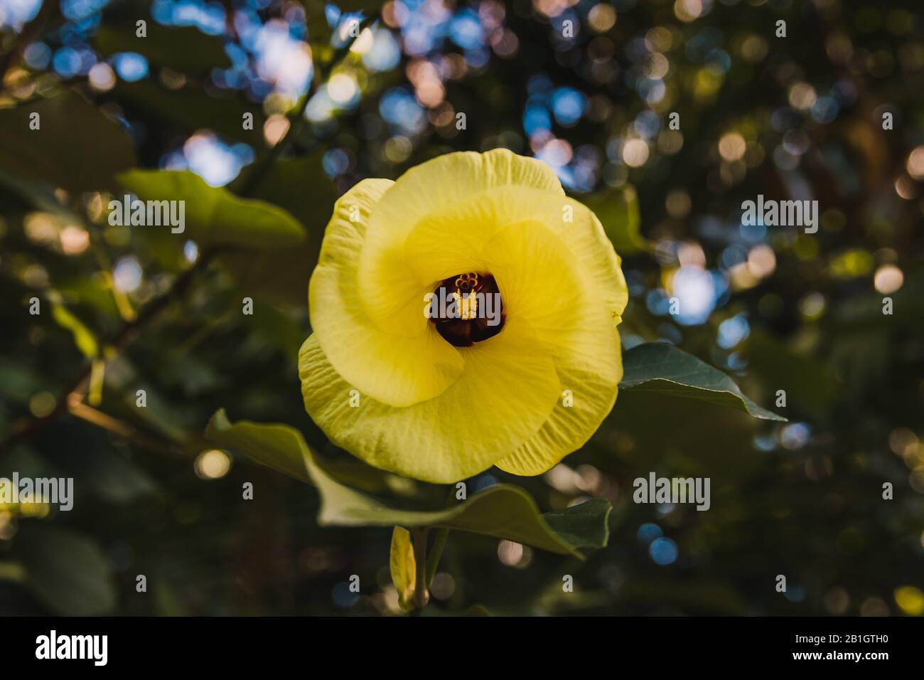 native Australian yellow hibiscus flower shot outdoor under strong ...
