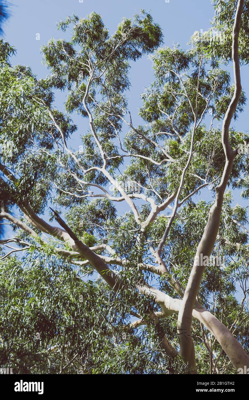 Lemon scented gum tree hi-res stock photography and images - Alamy