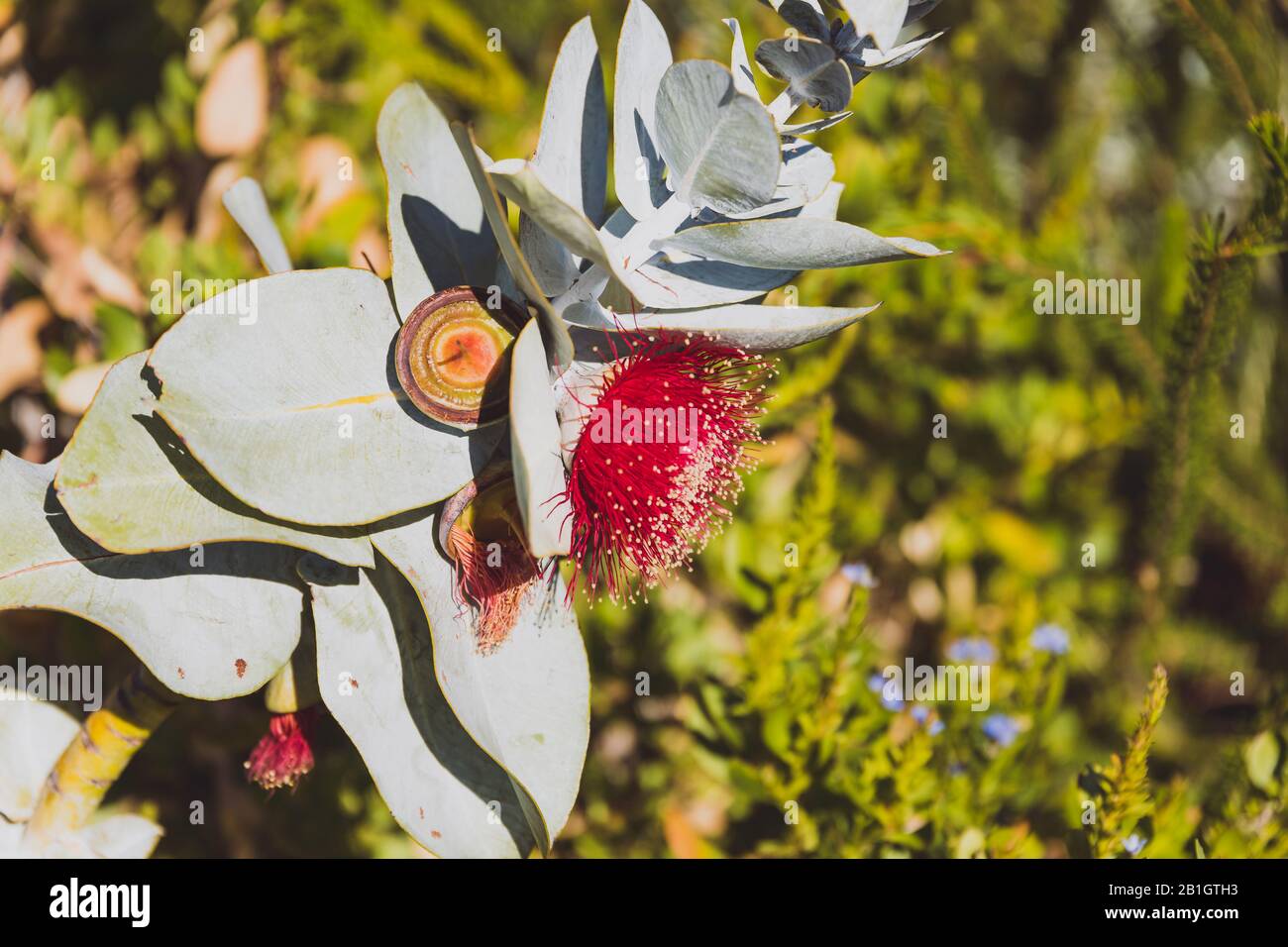 Rose gum tree hi-res stock photography and images - Alamy