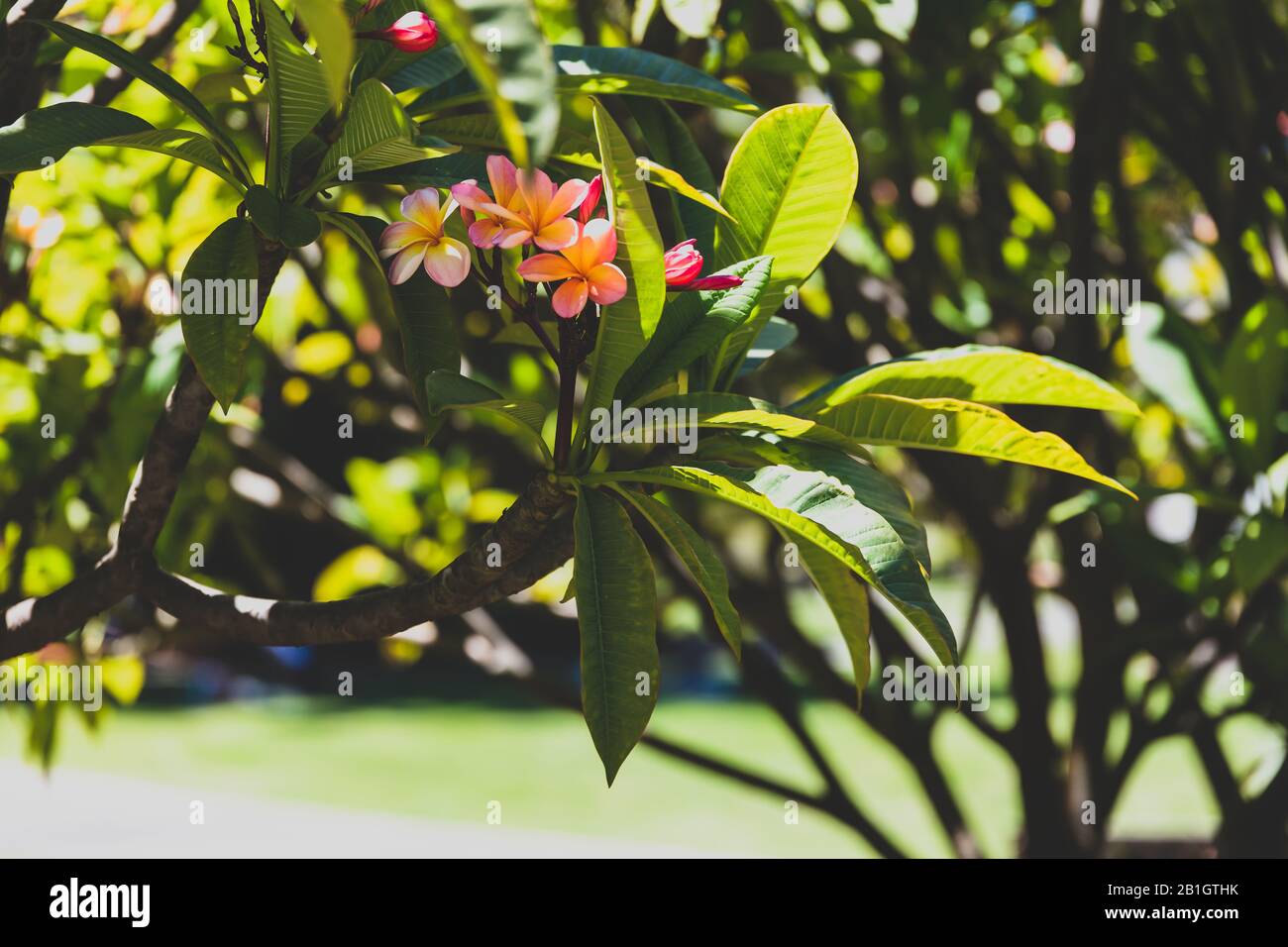 pink frangipani or plumeria tree shot outdoor under strong sunshine in ...