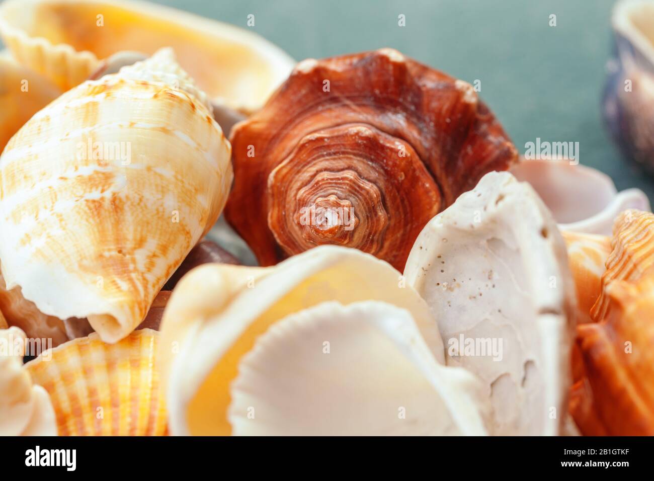 Sea shells. nature background. close up. creative photo Stock Photo - Alamy
