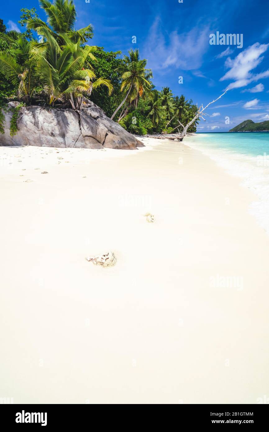 Vacation holiday background of paradise beach. White sand, palm trees ...