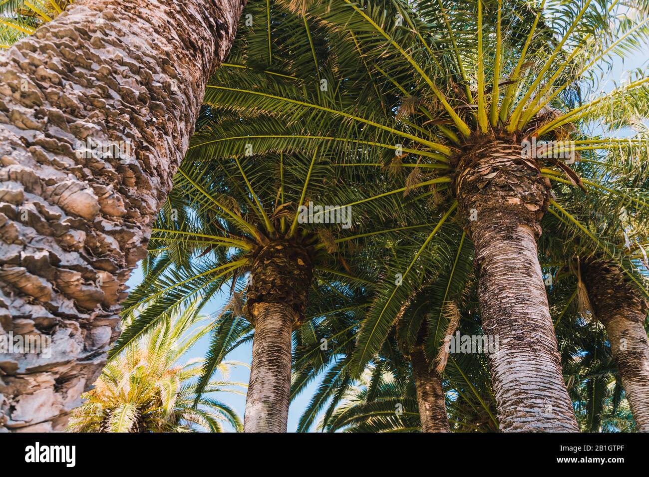 tall palm trees shot from underneath perspective under strong sunshine ...