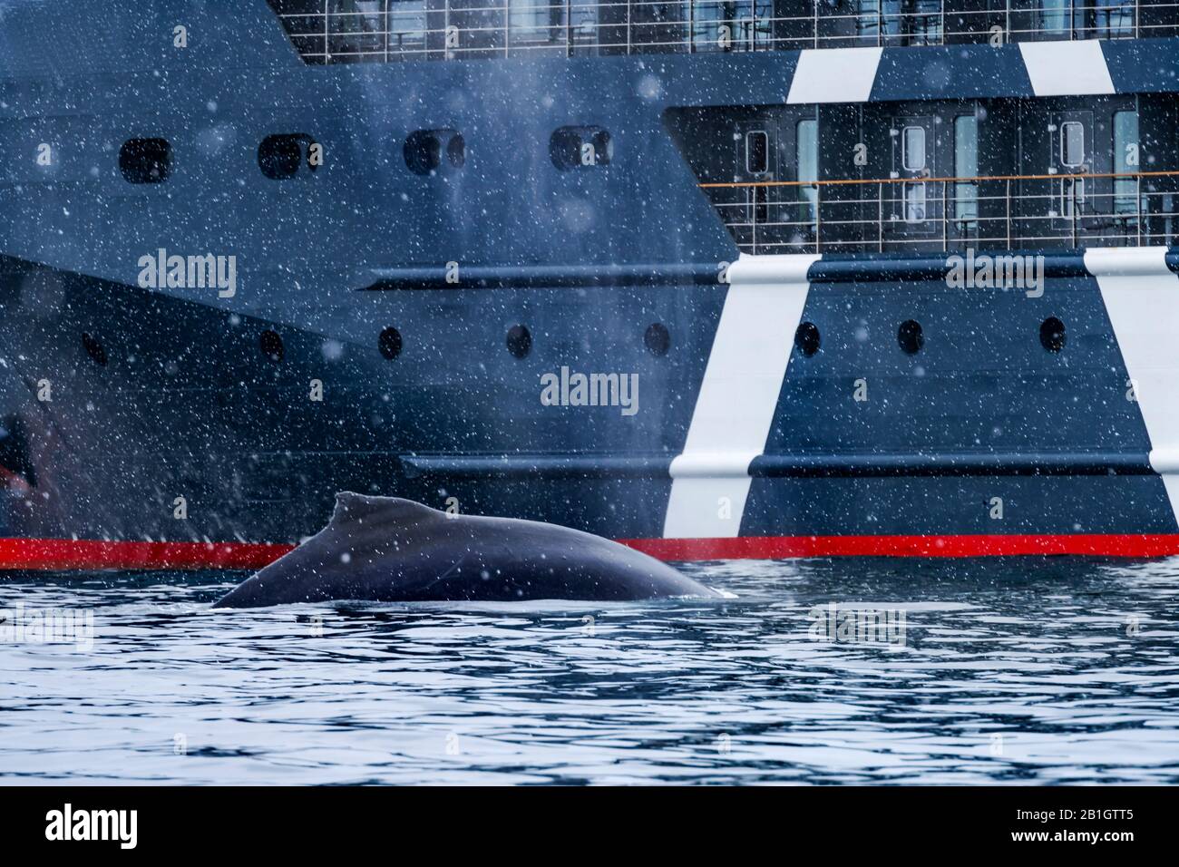 Snowing Humback Baleen Whale Antarctic Ship Charlotte Bay Antarctic ...