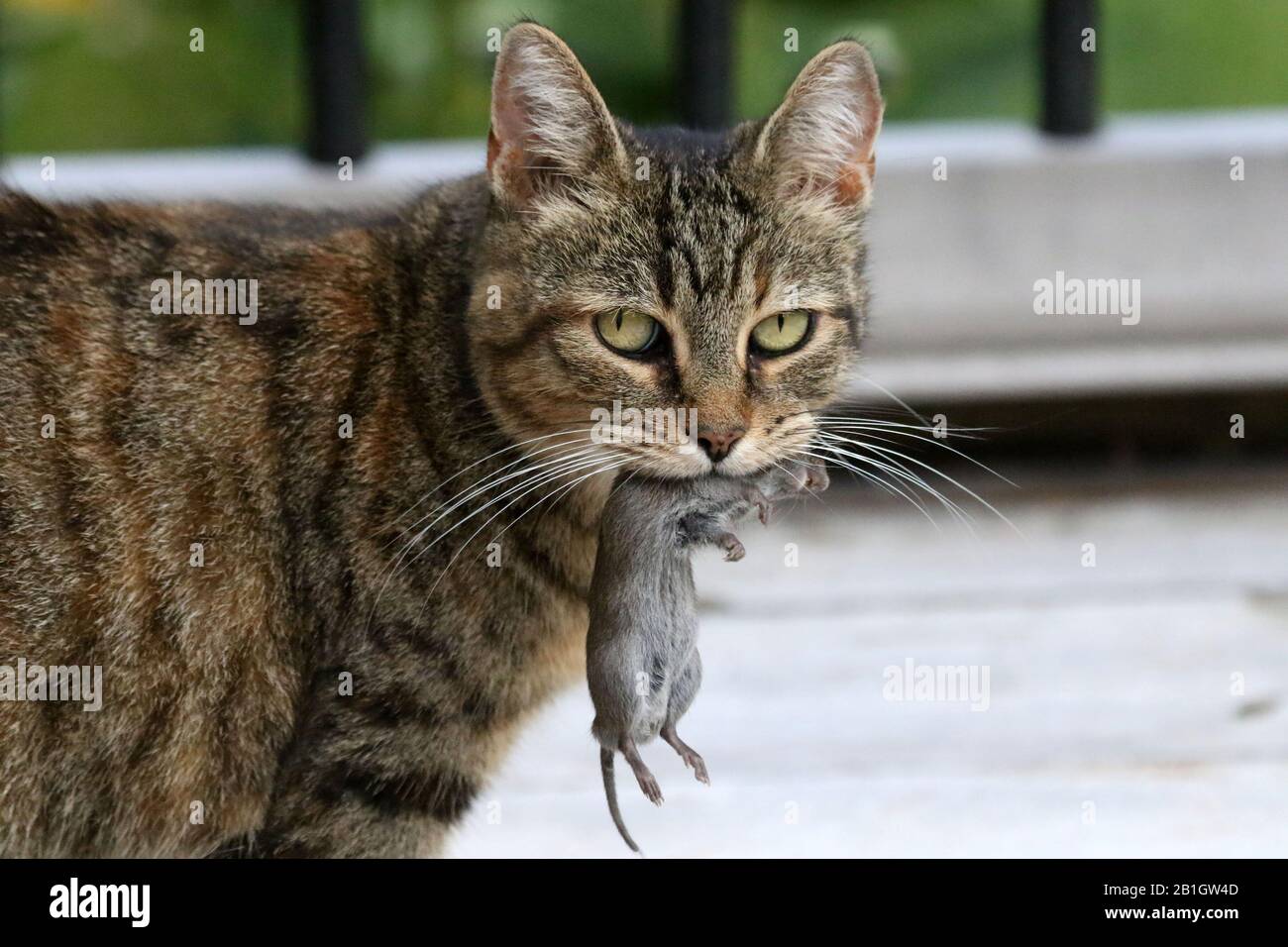Cat on back deck Stock Photo - Alamy