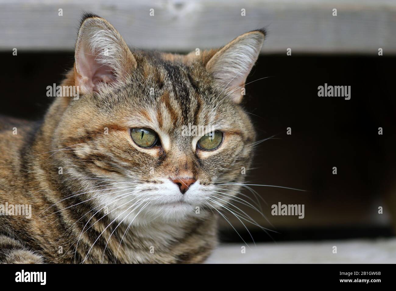 Cat on back deck Stock Photo - Alamy