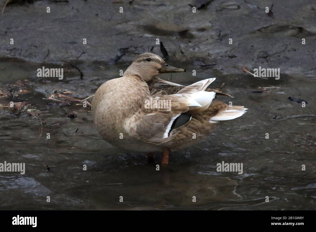 Mallard ducks at Lake Ontario Stock Photo - Alamy