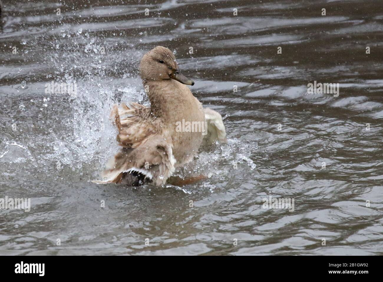 Leucistic mallard duck hi-res stock photography and images - Alamy