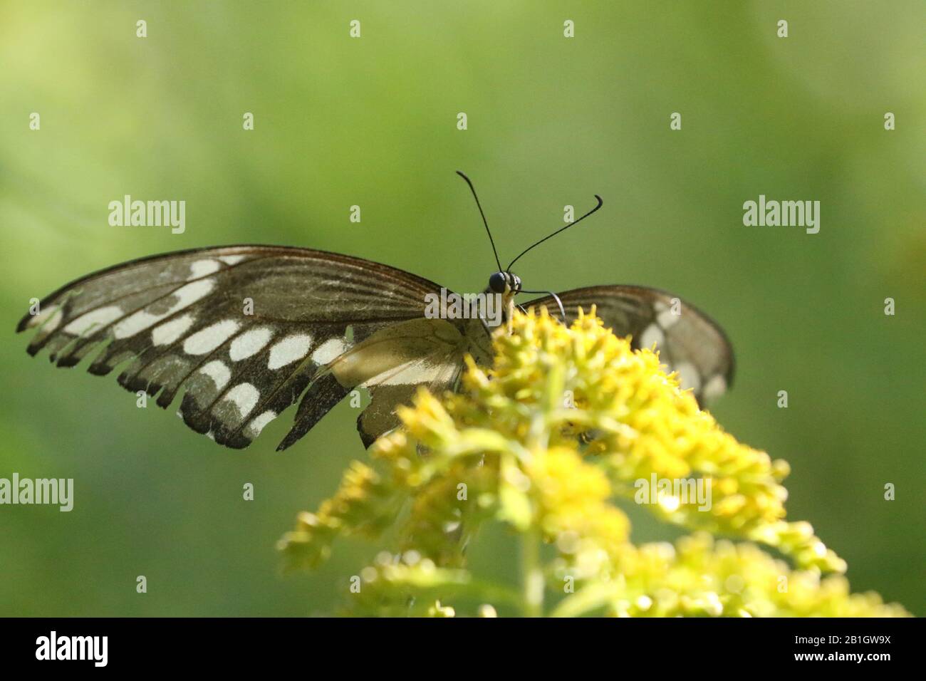 Pollinators field butterflies hi-res stock photography and images - Alamy
