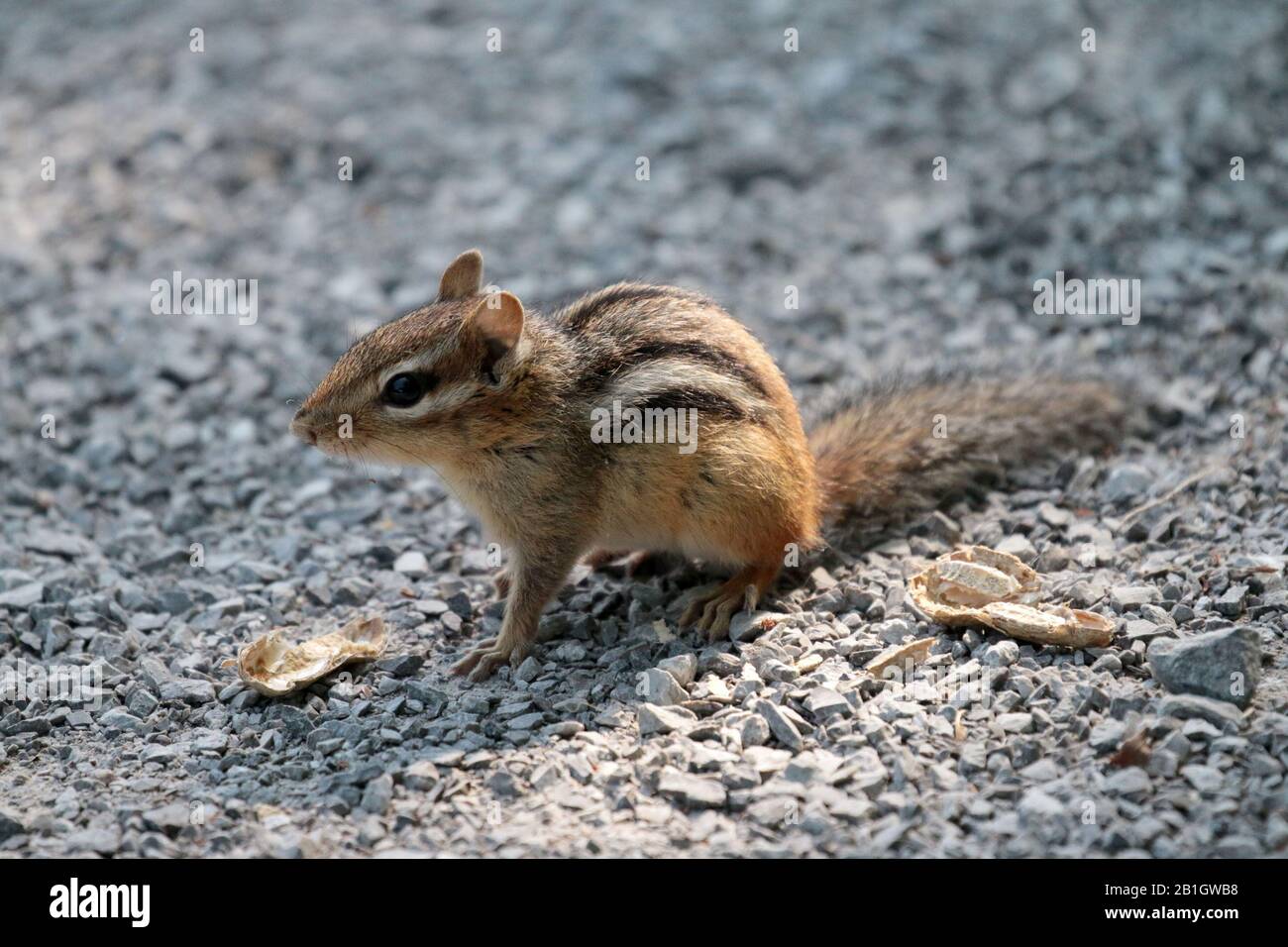 Evading predators hi-res stock photography and images - Alamy
