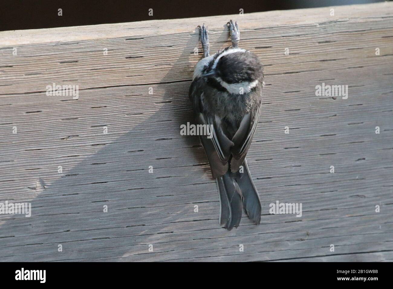 Hanging upside down by feet hi-res stock photography and images - Alamy