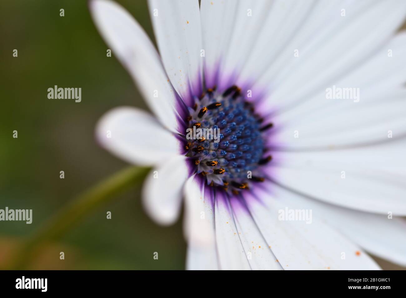White flower details with blue corolla and yellow stamens Stock Photo ...