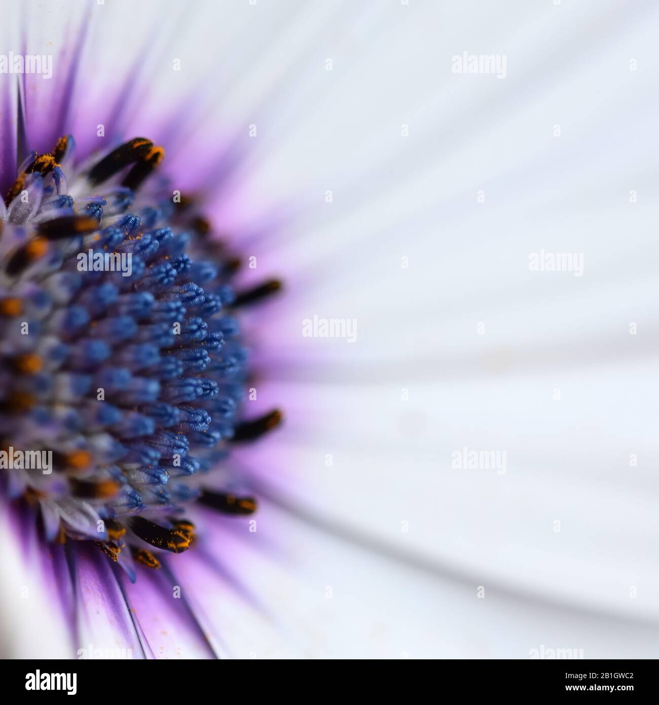 Corolla flower hi-res stock photography and images - Alamy