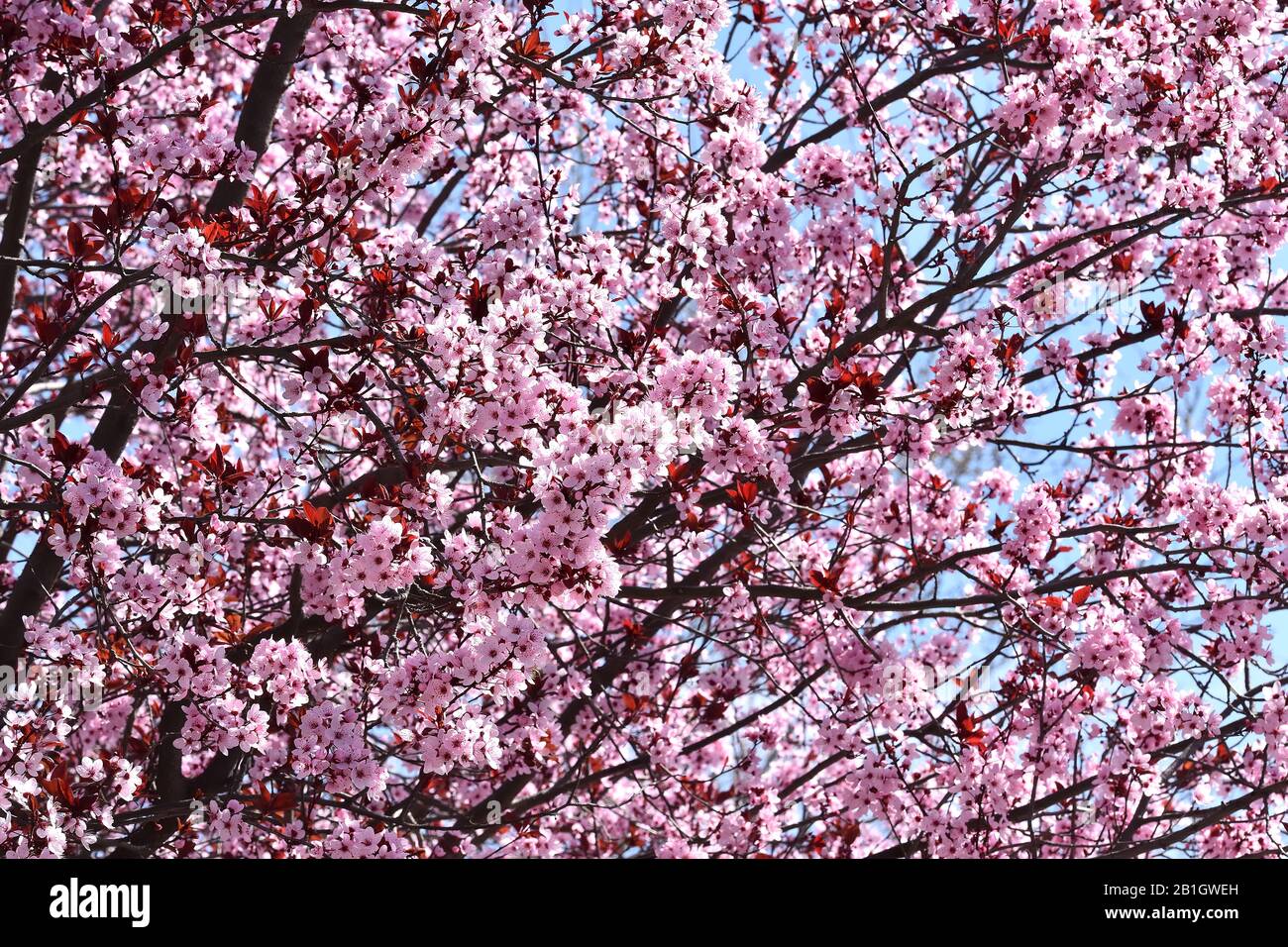 Tree full of beautiful pink flowers illuminated by the morning sun ...