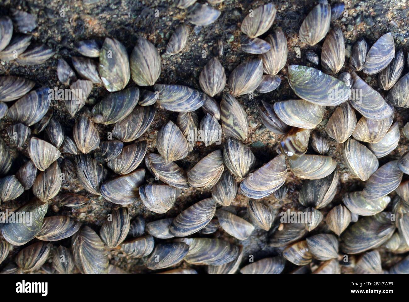 Invasive mussel shells hi-res stock photography and images - Alamy