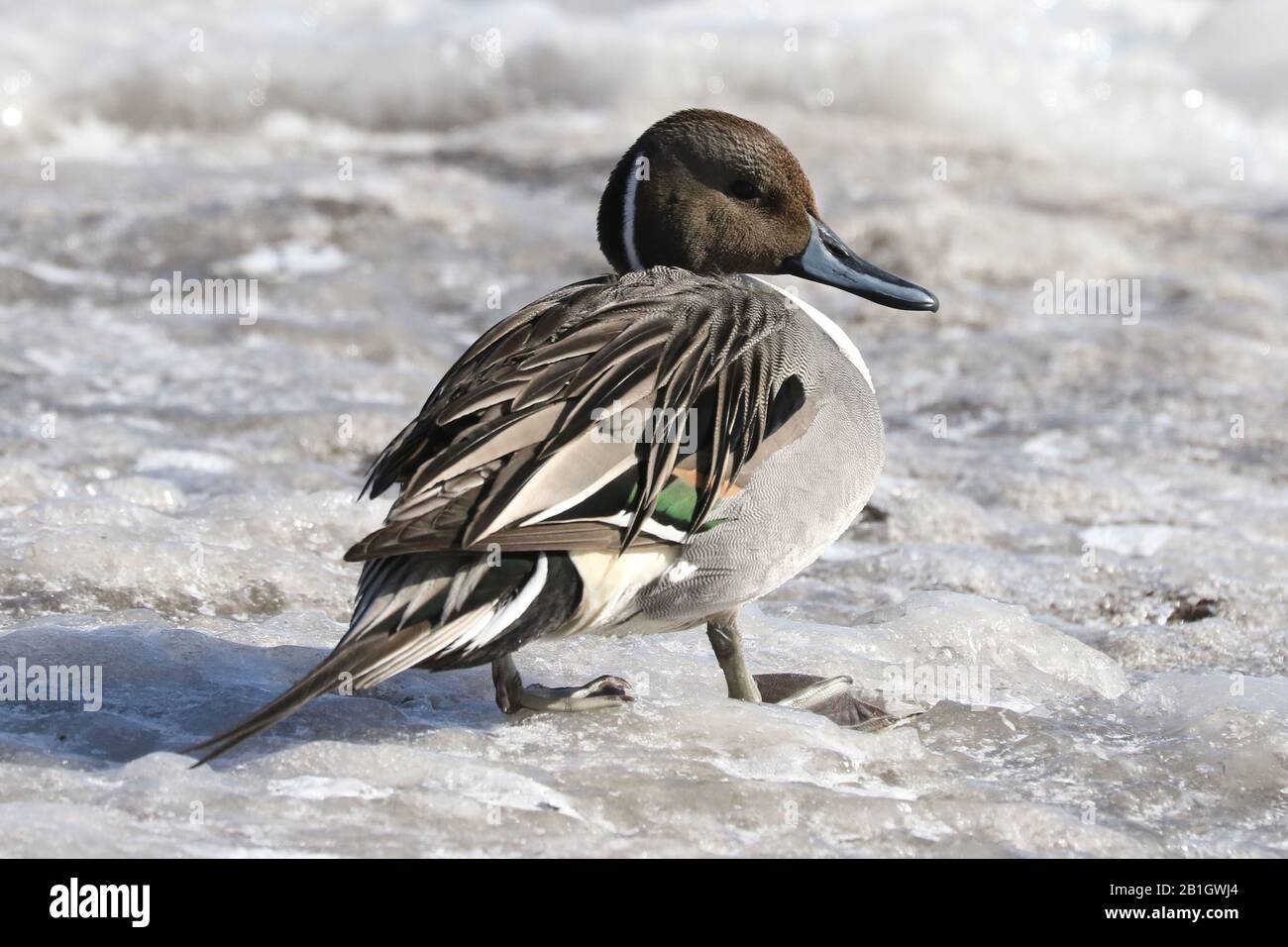 What Do You Call A Male Pintail Duck at Marilyn Sylvester blog