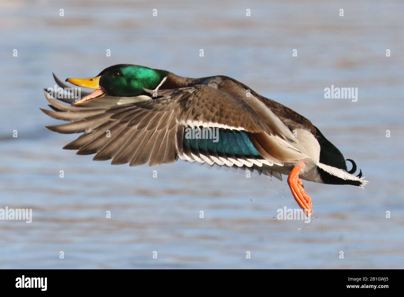 Quacking loudly hi-res stock photography and images - Alamy