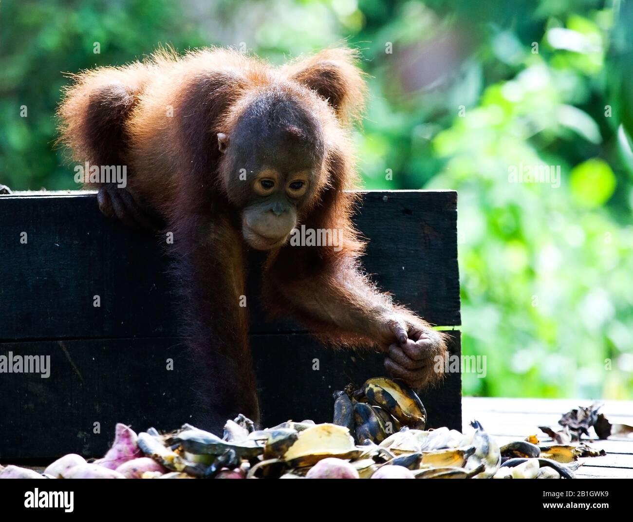 Bornean orangutan (Pongo pygmaeus pygmaeus), pup takes feed, Malaysia ...