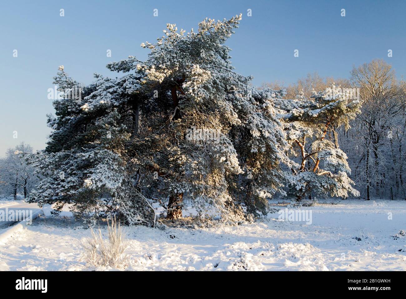 Pines snow hi-res stock photography and images - Alamy