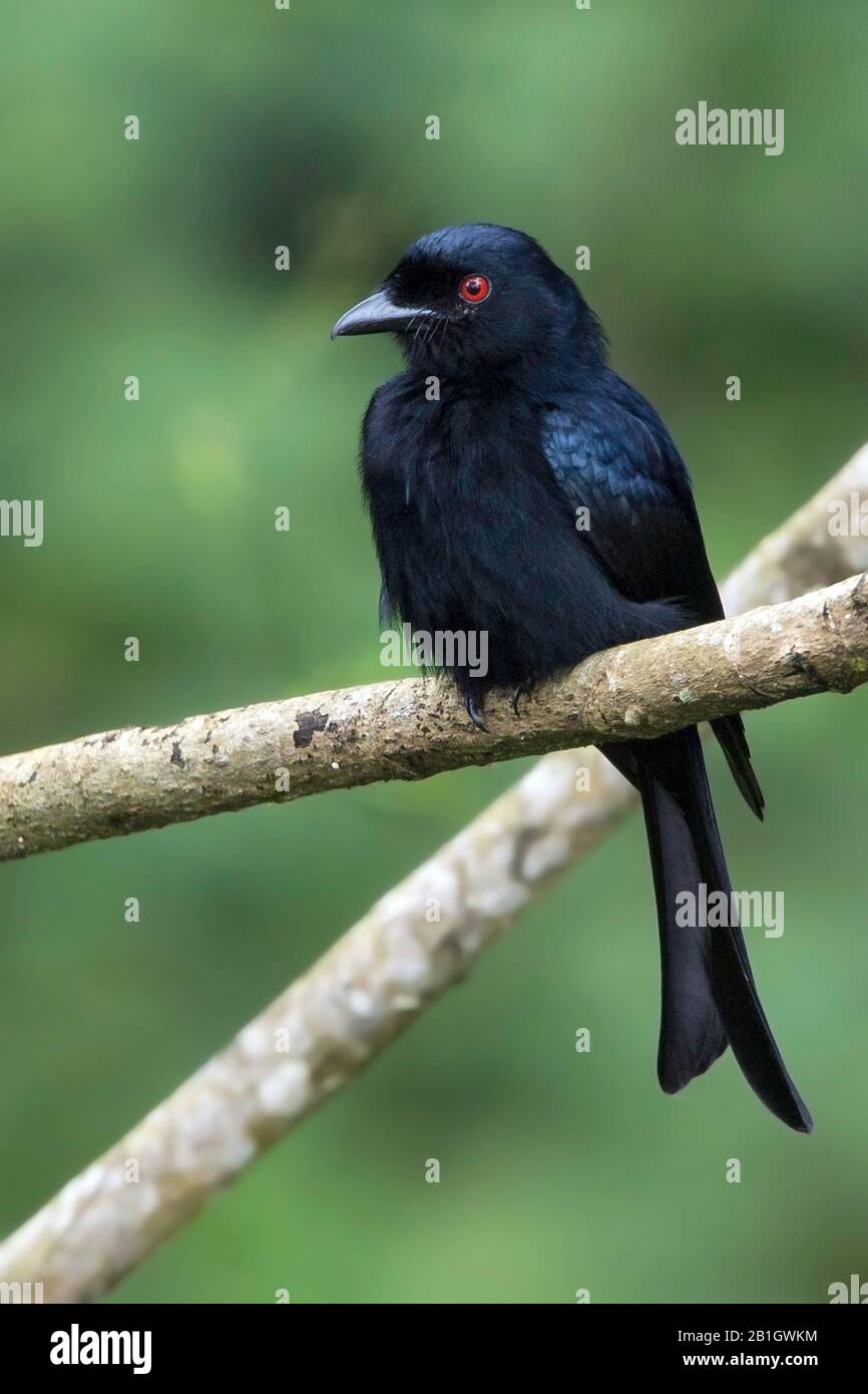 Velvet-mantled Drongo (Dicrurus modestus), sitting on branch, Africa ...