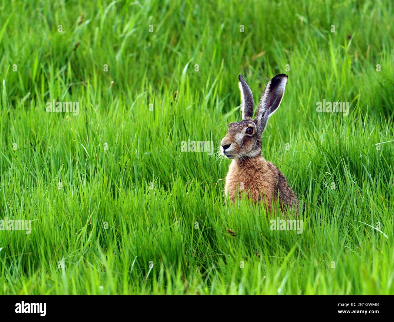 Side view portrait brown hare hi-res stock photography and images - Alamy