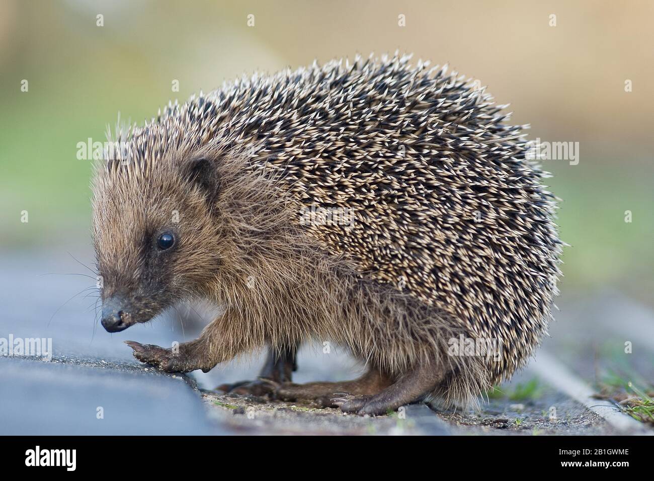 Western hedgehog, European hedgehog (Erinaceus europaeus), walking ...