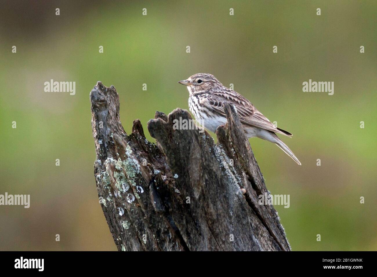 lesser short-toed lark (Calandrella rufescens apetzii, Calandrella ...
