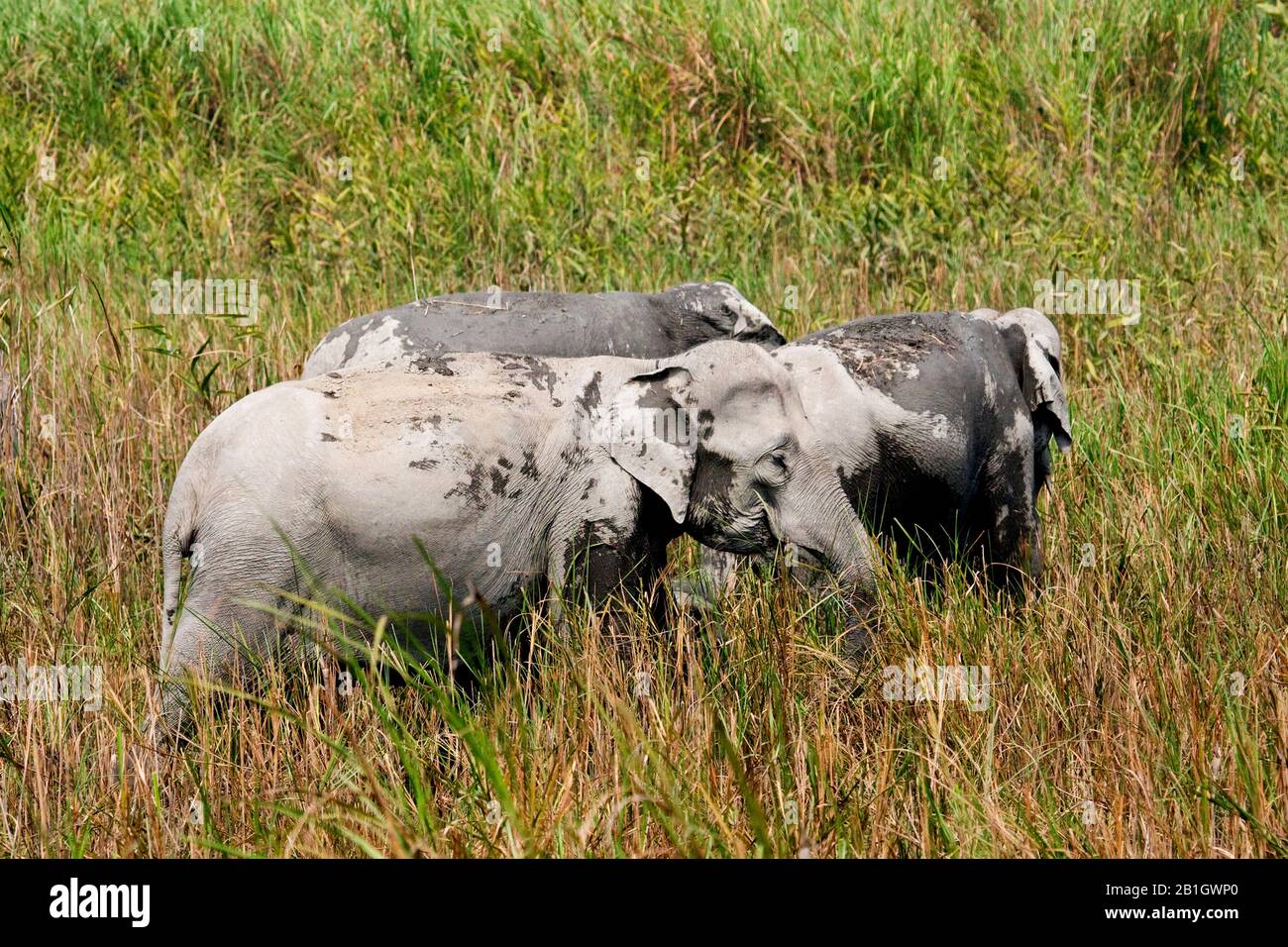 Indian elephant (Elephas maximus indicus, Elephas maximus bengalensis ...