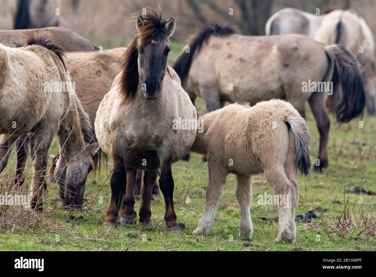 Group konik horses grazing hi-res stock photography and images - Alamy
