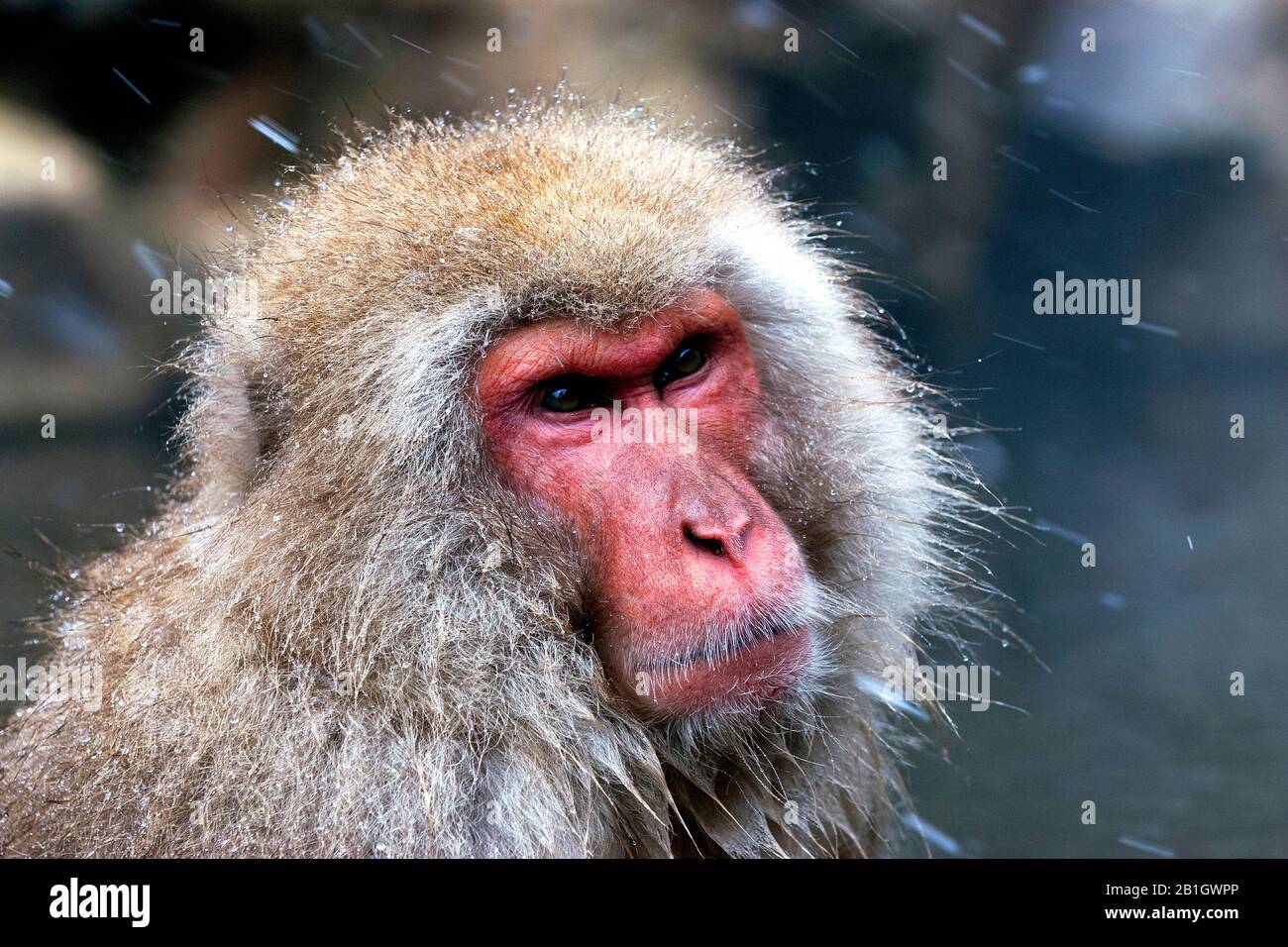Japanese macaque, snow monkey (Macaca fuscata), at snowfall, portrait ...