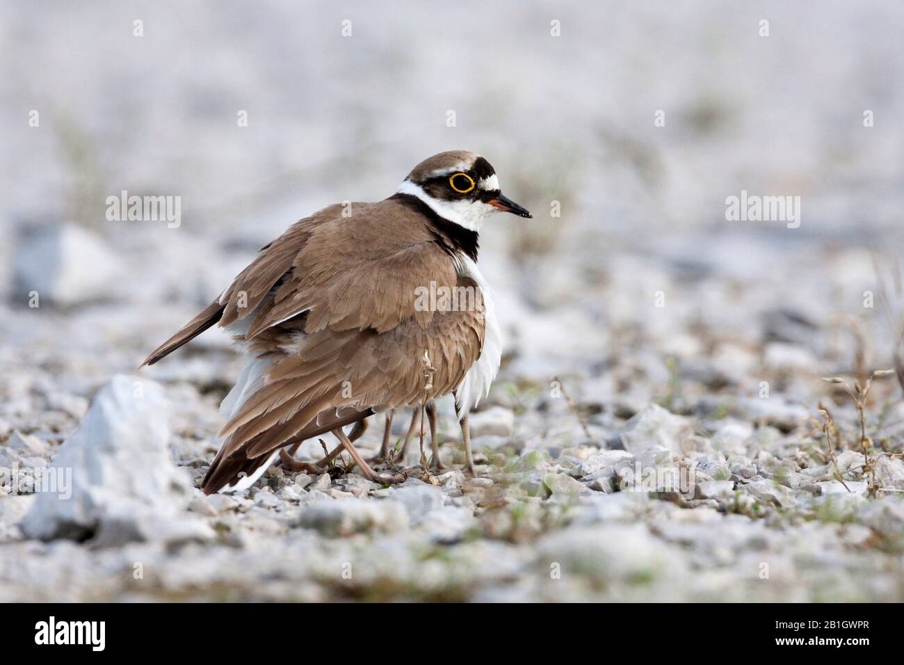 African little ringed plover (Charadrius dubius curonicus, Charadrius ...