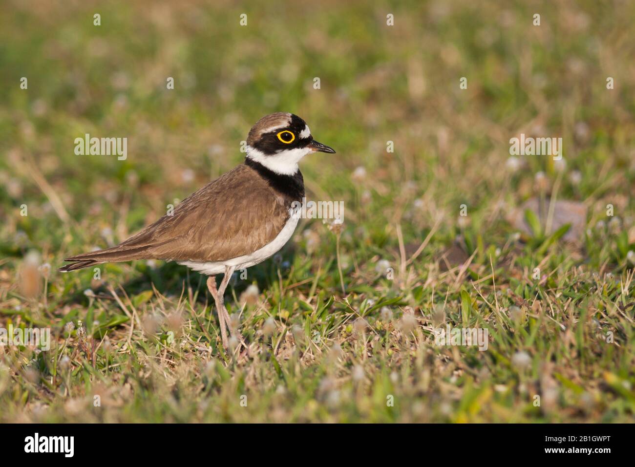 African little ringed plover (Charadrius dubius curonicus, Charadrius ...