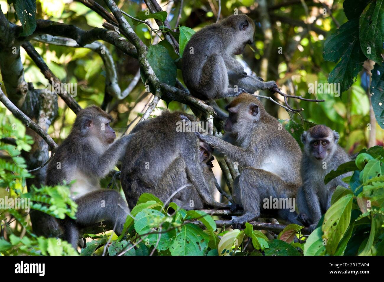 Crab-eating Macaque, Java Macaque, Longtailed Macaque (Macaca ...