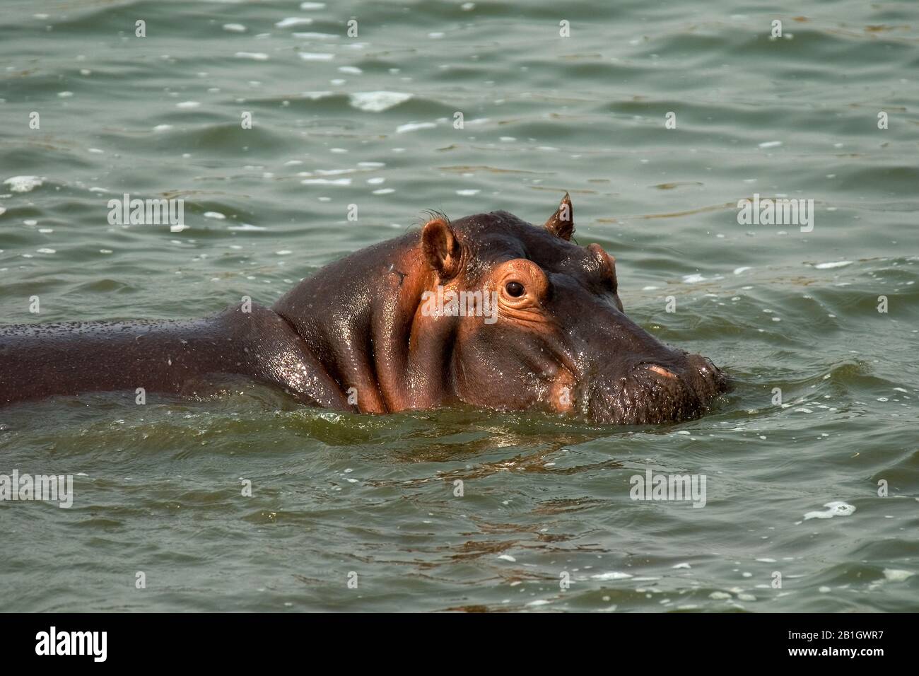 hippopotamus, hippo, Common hippopotamus (Hippopotamus amphibius ...
