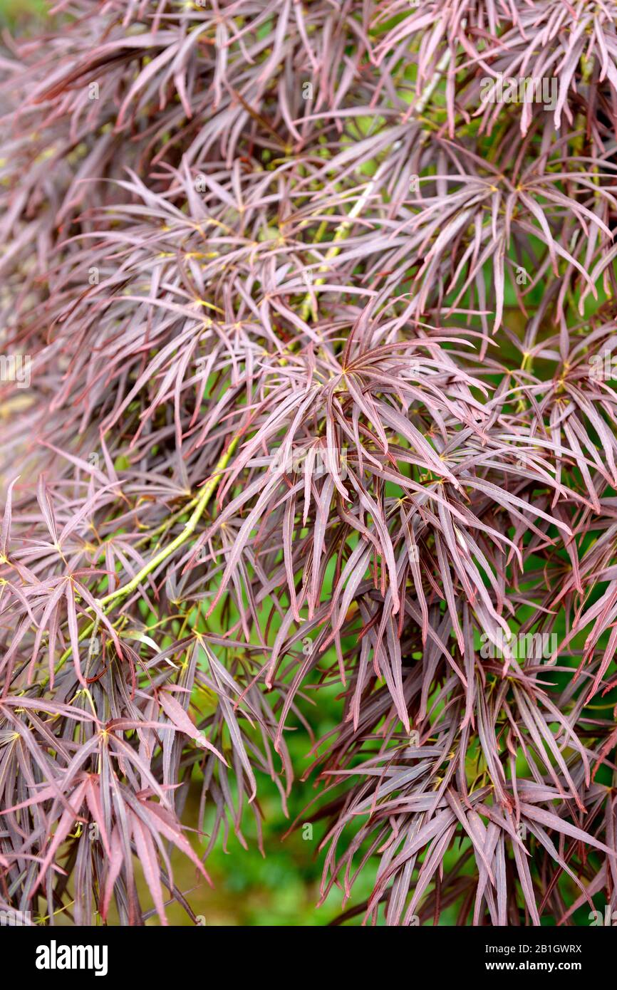 Acer palmatum atrolineare hi-res stock photography and images - Alamy