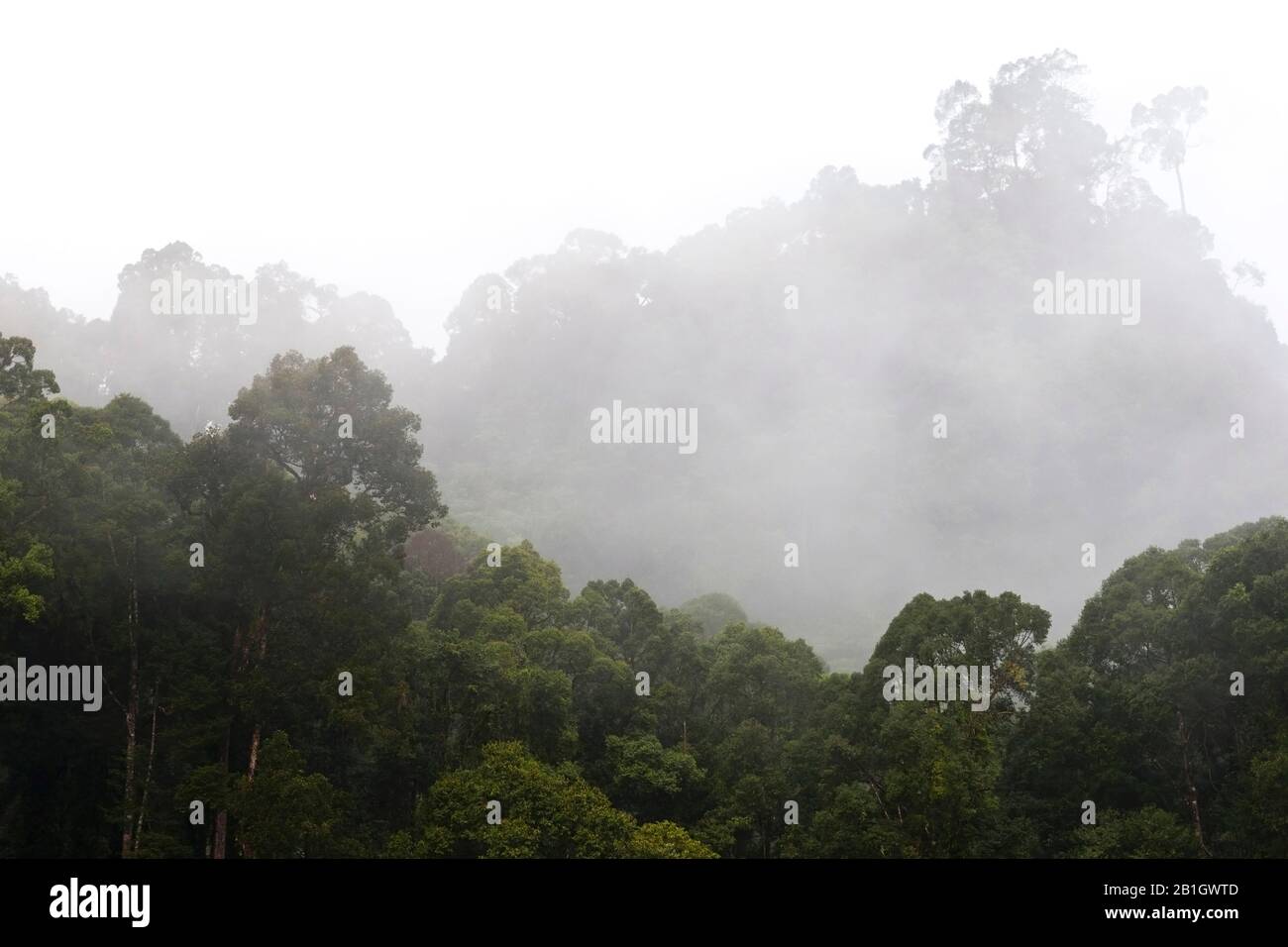 tropical rainforest in Danum Valley, Malaysia, Borneo Stock Photo - Alamy