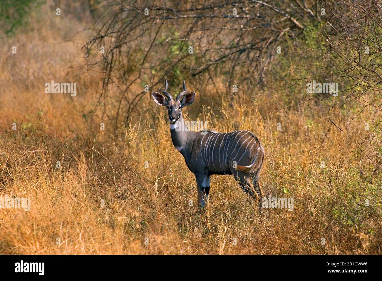 Bushbuck harnessed antelope tragelaphus scriptus hi-res stock ...