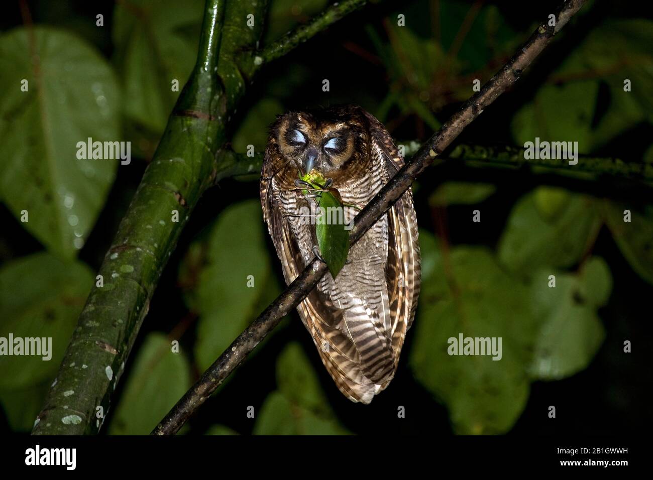 Brown Wood-owl (Strix leptogrammica), in tree with big Grashopper ...