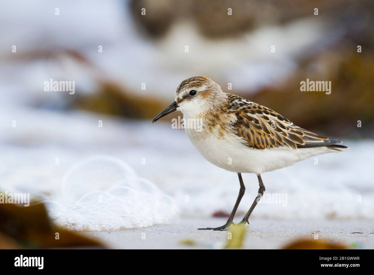 little stint (Calidris minuta), young bird standing at the wash margin ...