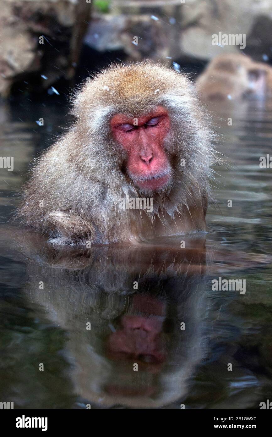 Japanese macaque, snow monkey (Macaca fuscata), dozing in a hot spring ...