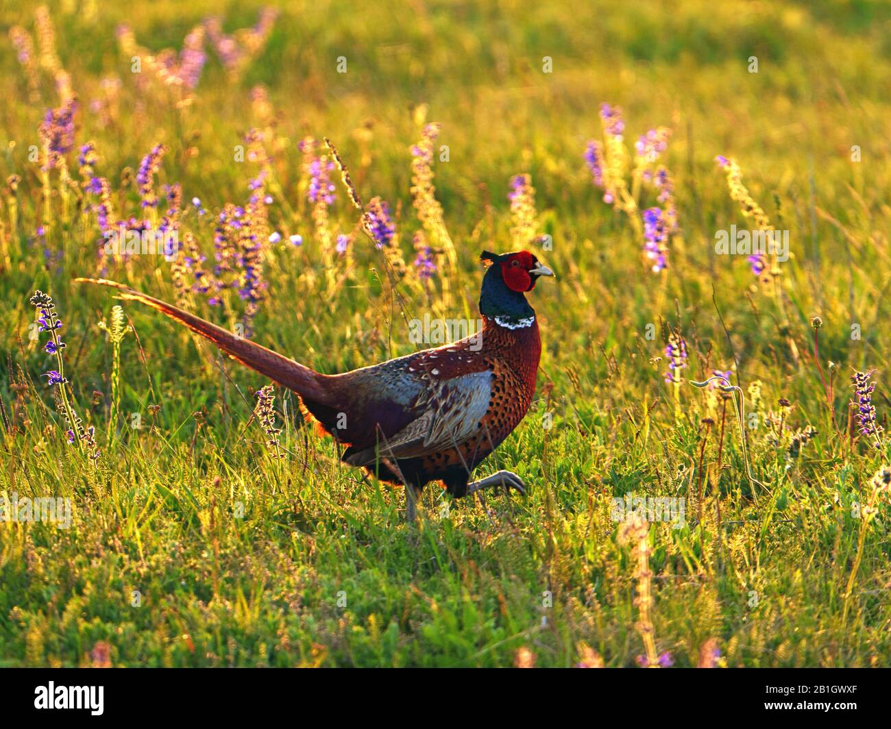 Common pheasant, Caucasus Pheasant, Caucasian Pheasant (Phasianus ...