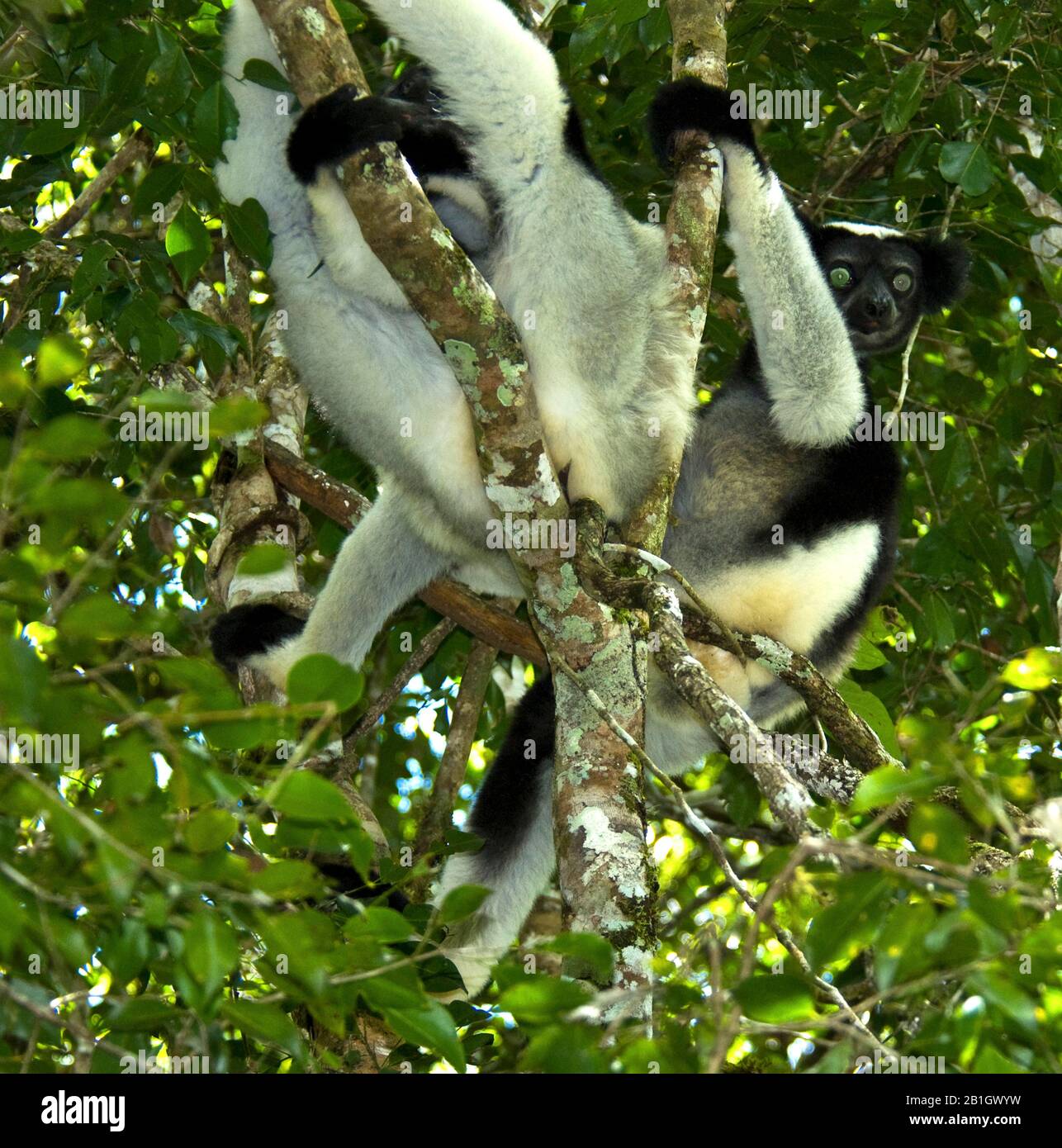 indri of Babakoto (Indri indri), two indris of Babakoto sitting on a ...