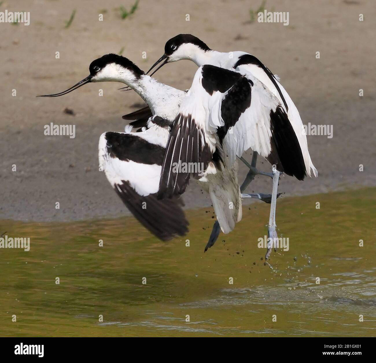 pied avocet (Recurvirostra avosetta), territorial dispute, Netherlands ...