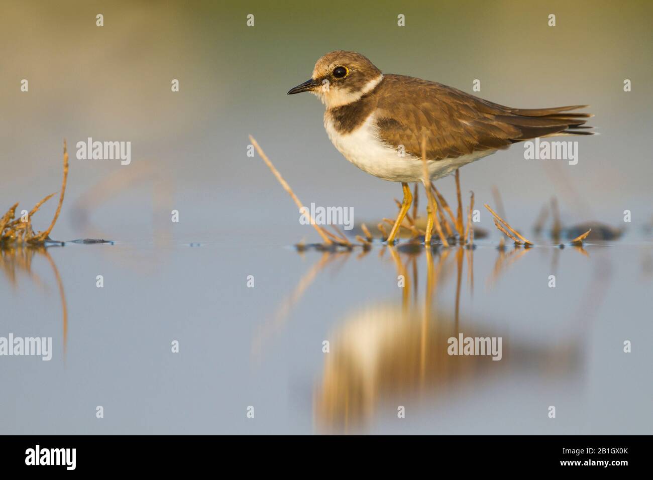 African little ringed plover (Charadrius dubius curonicus, Charadrius ...
