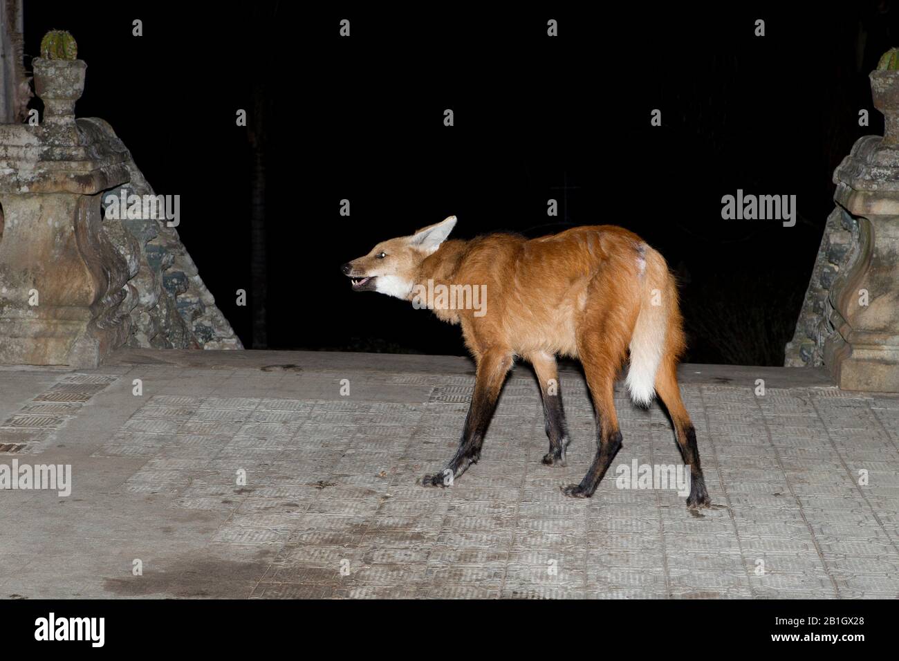 Maned wolf brazil hi-res stock photography and images - Alamy