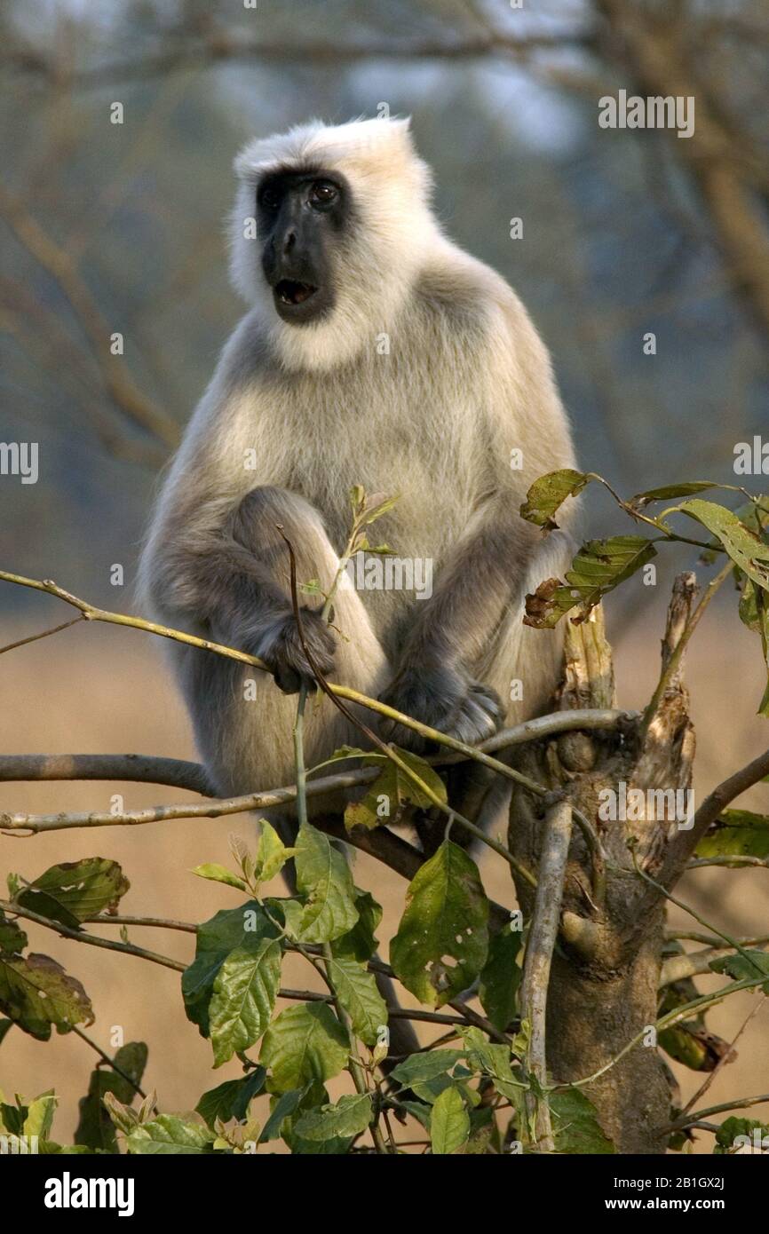 Common langurs presbytis entellus monkeys hi-res stock photography and ...