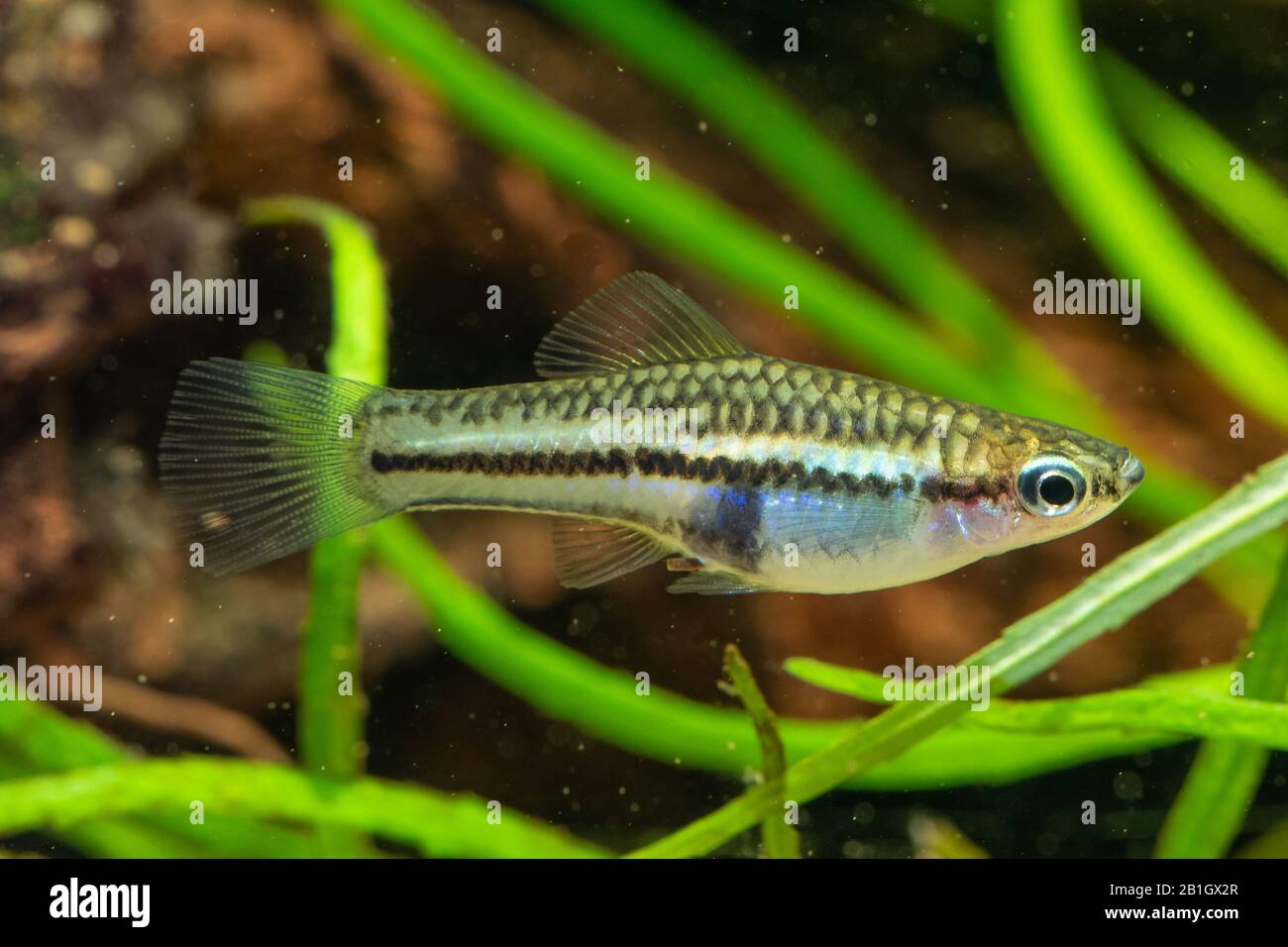 pygmy swordtail (Xiphophorus pygmaeus), pregnant female, side view ...