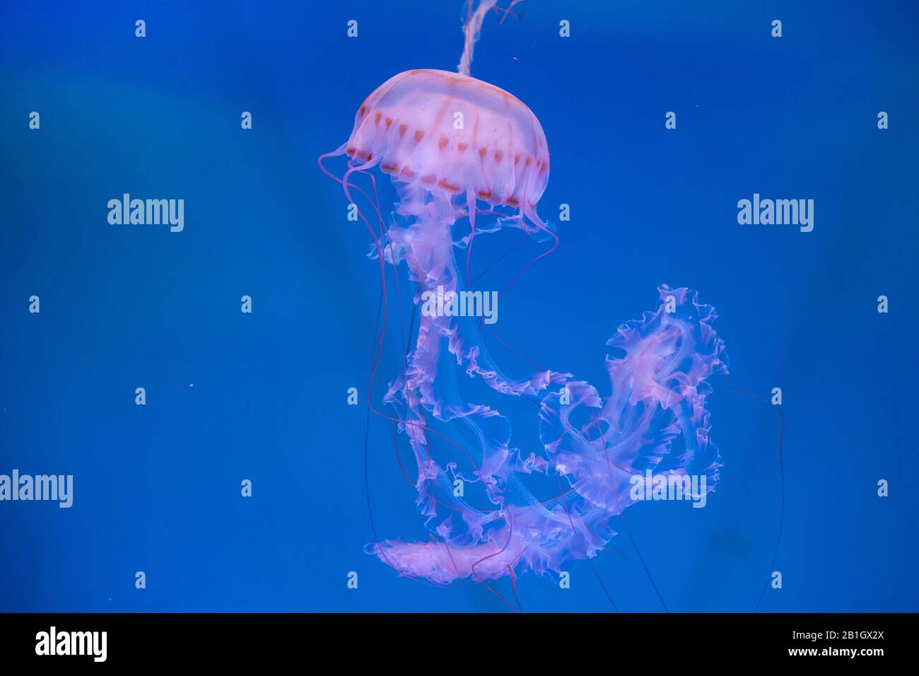 Purple Striped Jellyfish (Chrysaora colorata), swimming, side view, USA ...